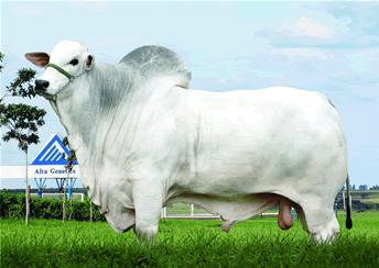 Raca: Nelore Mocho (corte) Rgd: Fmba 88 - R$30 - Agroads