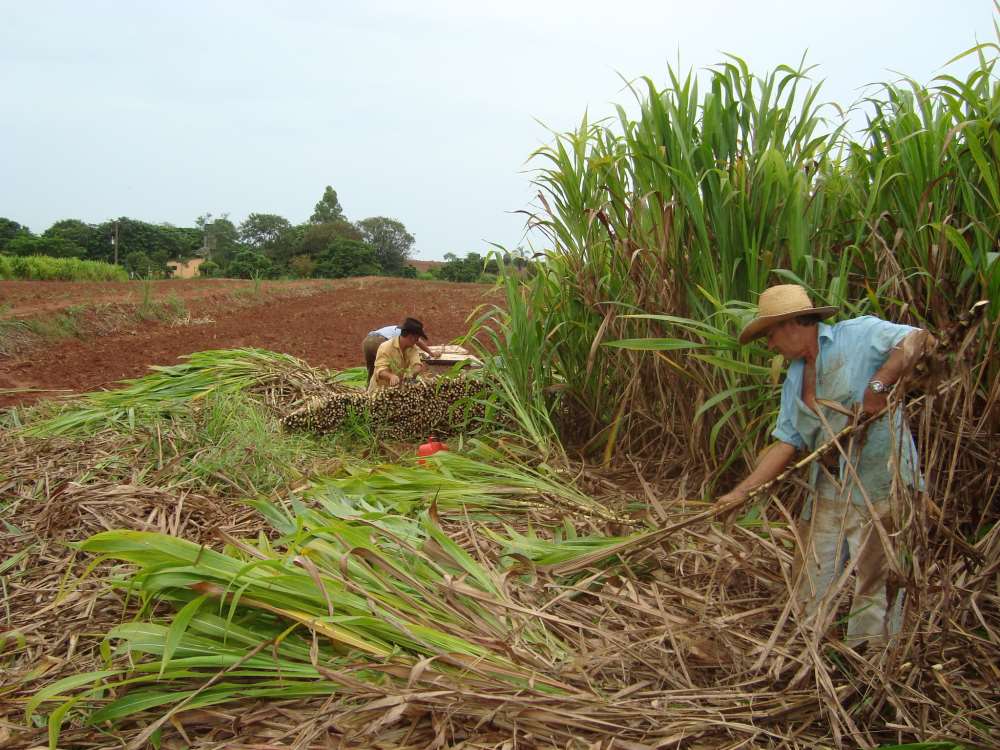 Forrageira Guatemala Toledo - R$37900 - Agroads