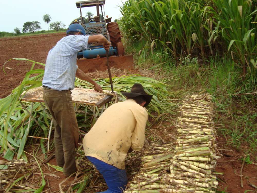 Forrageira Guatemala Toledo - R$37900 - Agroads